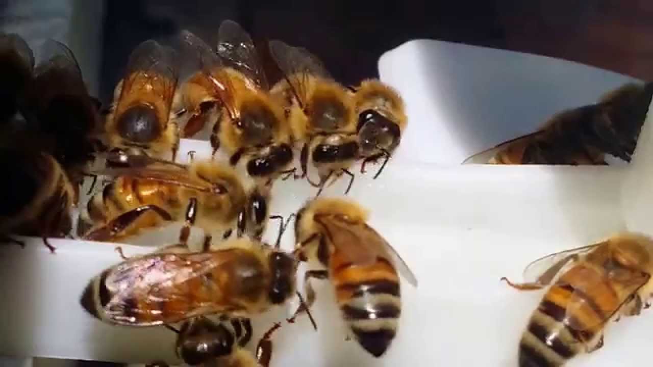 Close-up Bees Feeding on Sugar Syrup Using an Entrance Feeder - YouTube