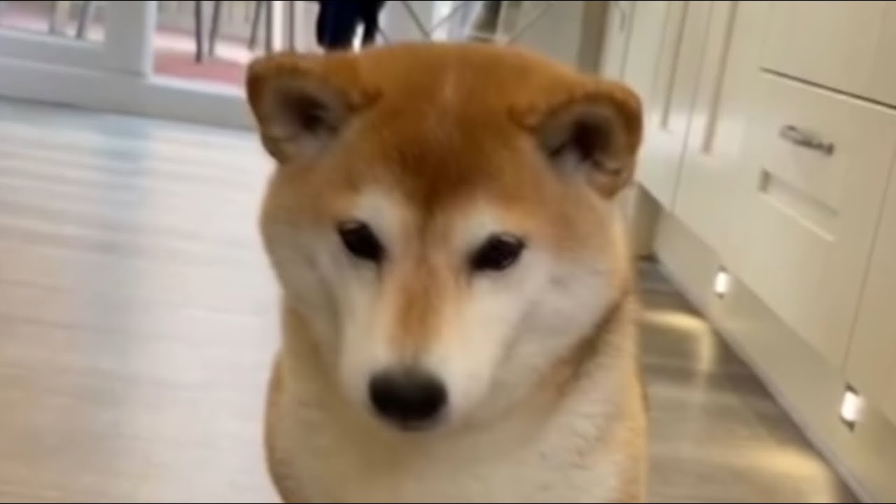 Super sad :( doge story :( - YouTube