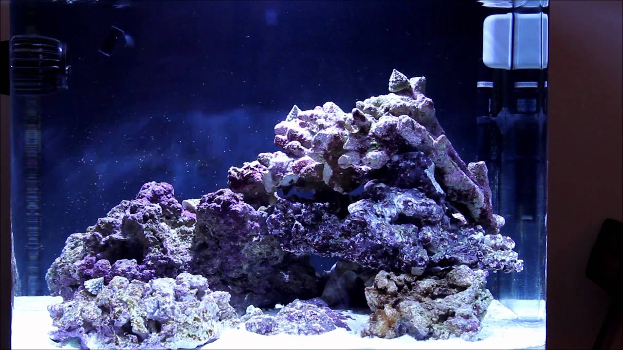 Oceanic Biocube 29 HQI Reef Tank - Week 7+ - YouTube