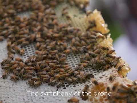 The beauty of beekeeping in New Zealand - YouTube