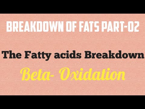 Breakdown of Fatty acids ( The Beta-Oxidation Pathway ), Breakdown of ...