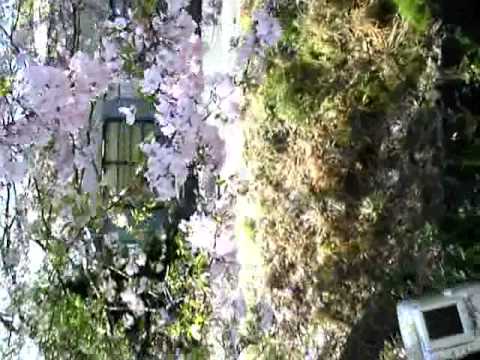 SAKURA 2009---JAPAO...