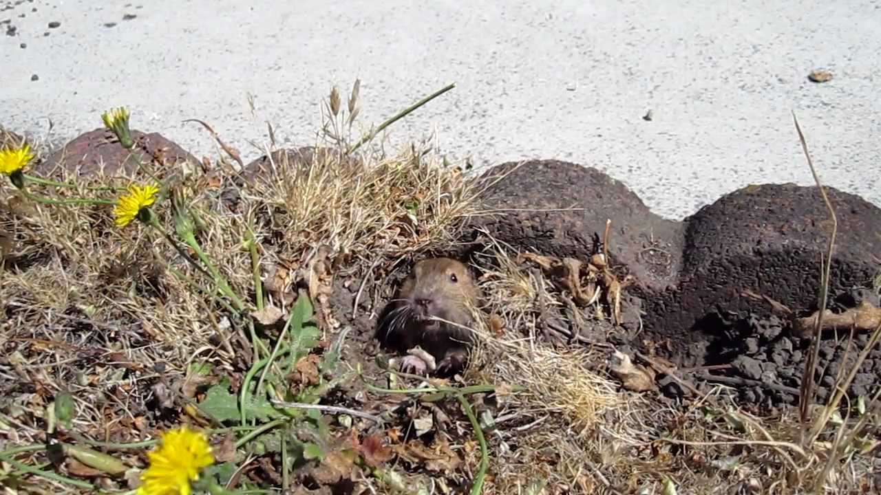 Closeup of Gopher Eating... damn him! - YouTube