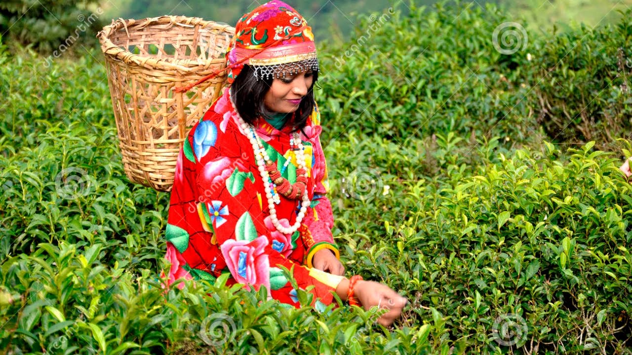 World Most Beautiful Tea Garden |Beautiful Bangladesh - YouTube