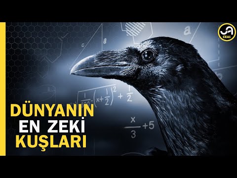 Karga: Dünyanın En Zeki Kuşları | Uçan Dahiler