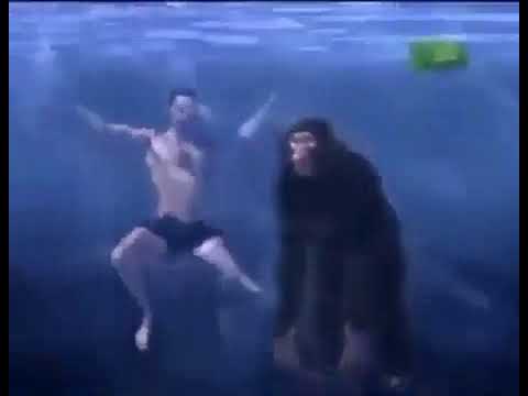 Underwater chimps will drown