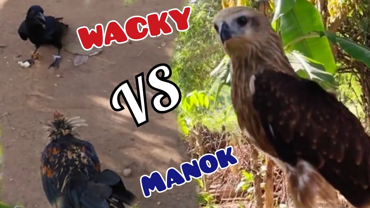 pwede pala tong pang sabong si wacky, takbo yong manok, LAWISWIS Kong ...