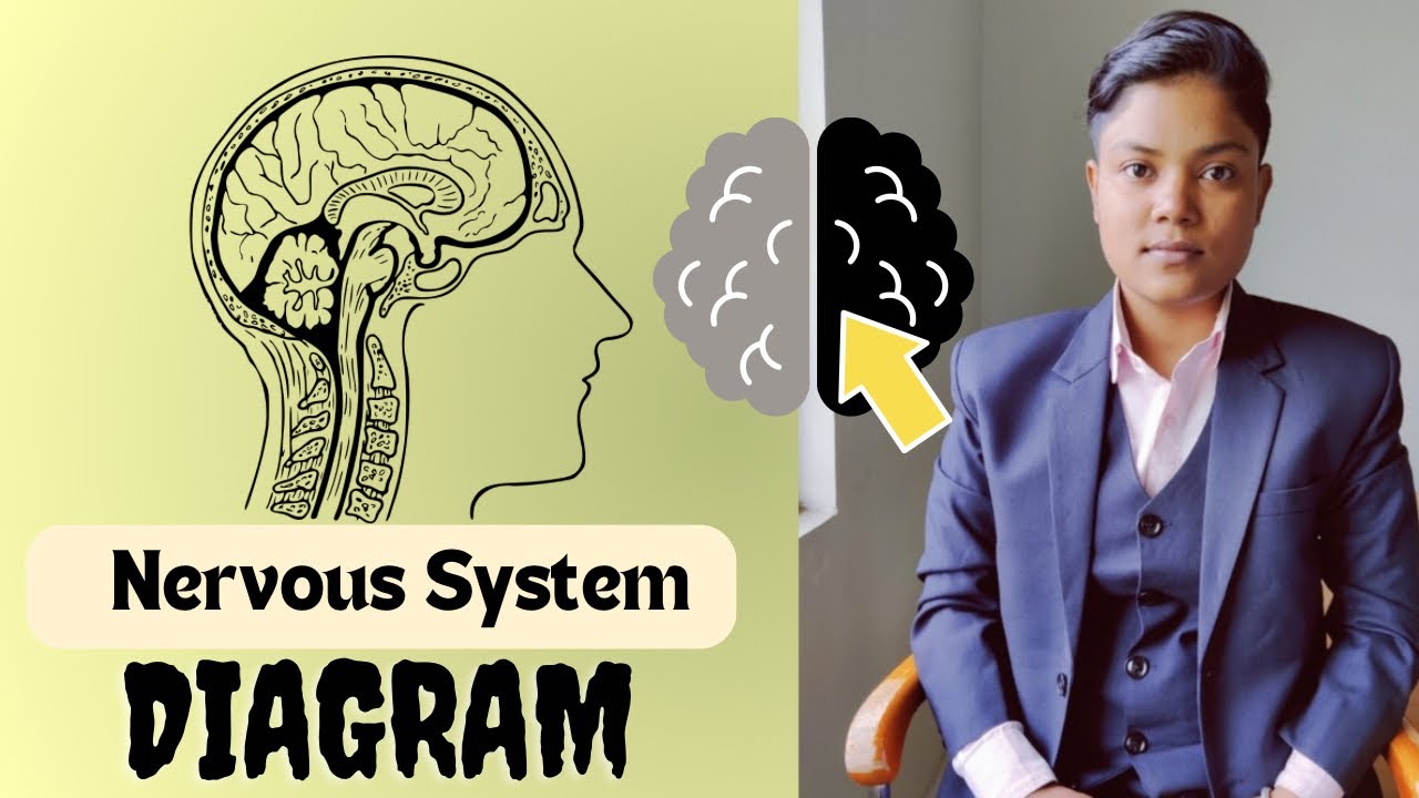 Nervous System Diagram Very Easy Way 🥰 - YouTube