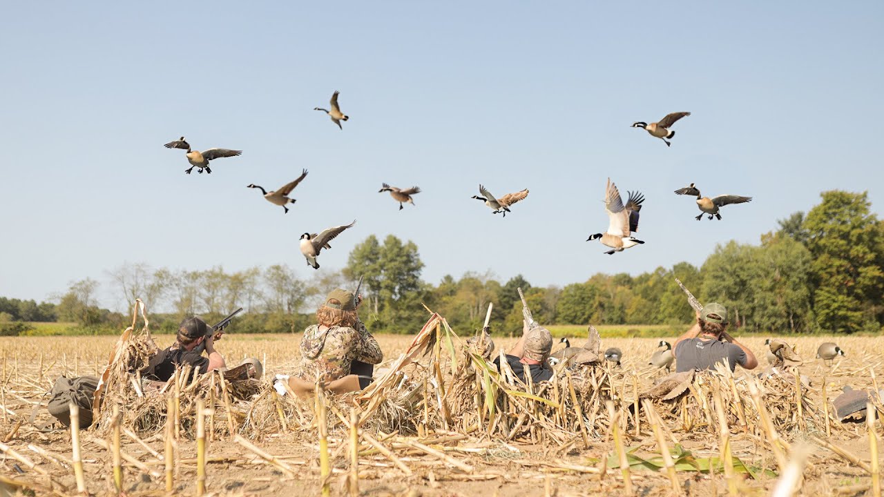 Goose Hunting New York 24 GEESE down (Bands) - YouTube
