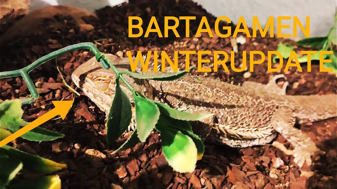 Bartagamen Update! Bartagame Spike im Winter - UNCUT! - YouTube