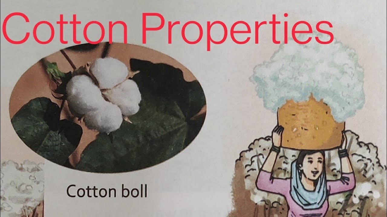 Cotton : Class VI | Fibre to Fabric - YouTube