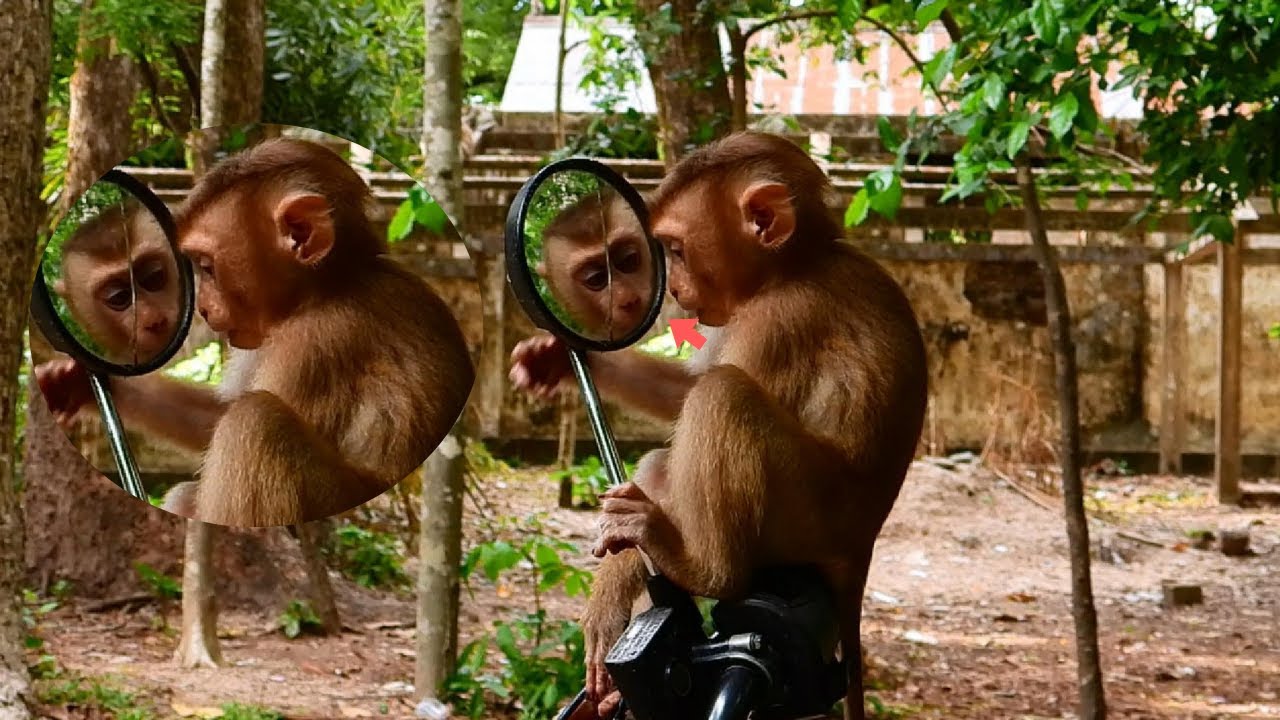 Amazing____ Monkey Leo is looking face himself in the mirror so strange ...