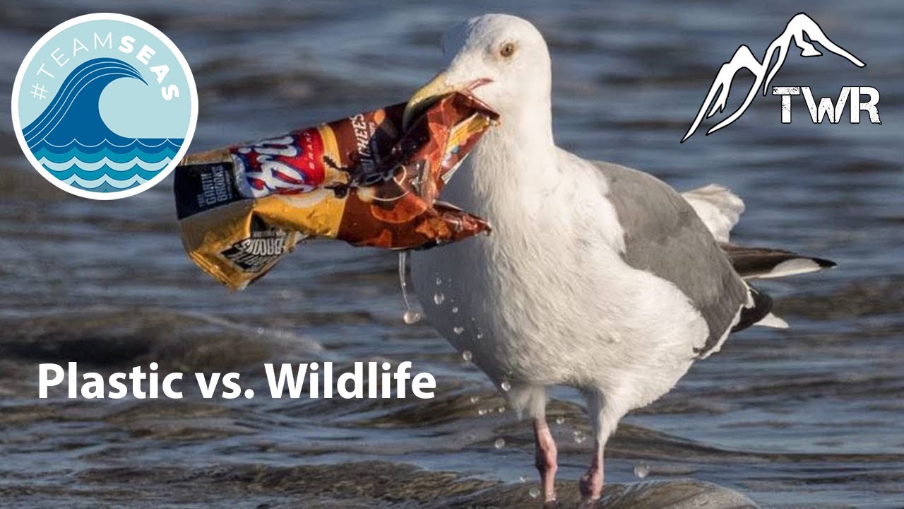 Plastic Pollution And Wildlife Fighting Plastic Pollution Greenpeace