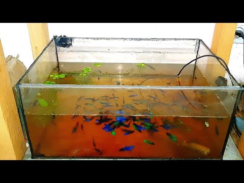 Страшненький аквариум с декоративными рыбками - YouTube