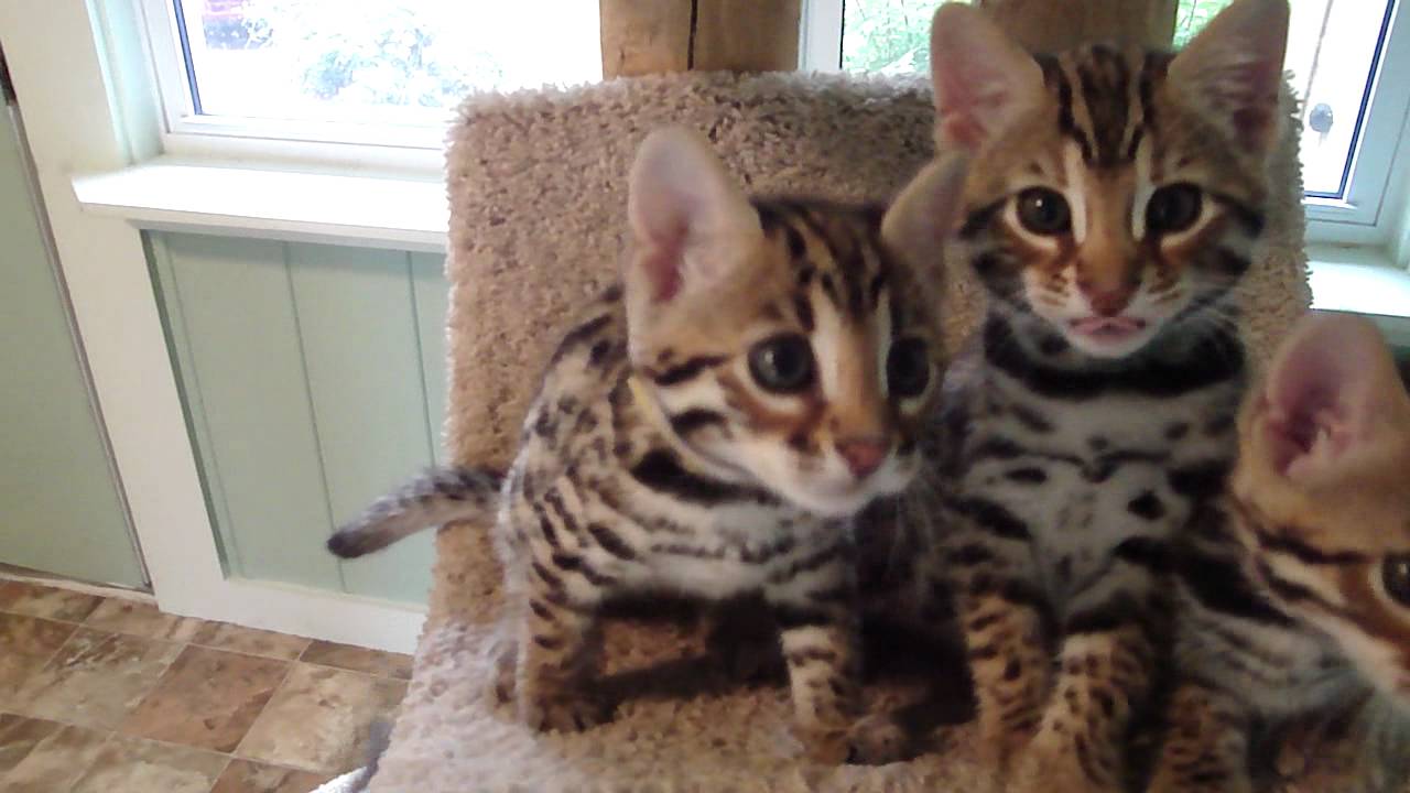 Ziva F1 bengal litter playing on cat tree - YouTube