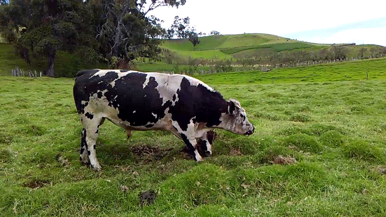 TORO NORMANDO .PATUGO - YouTube