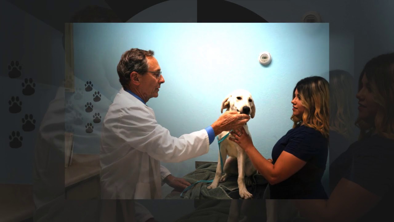 Bell Animal and Bird Hospital - YouTube