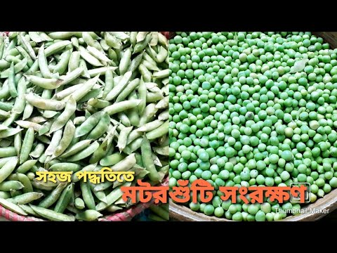 সারা বছর মটরশুঁটি সংরক্ষণ করার সহজ পদ্ধতি || Motorshuti songrokkhon ...