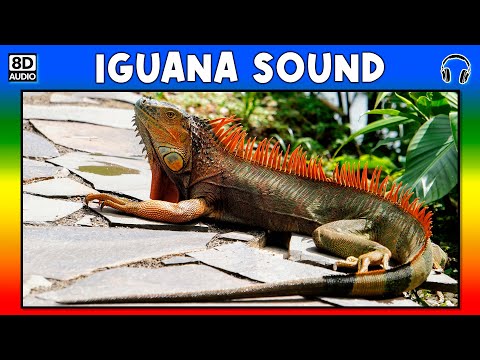 🦎 IGUANA SOUND - IGUANA SOUND EFFECT - SOUND OF IGUANA - NOISE OF IGUANA