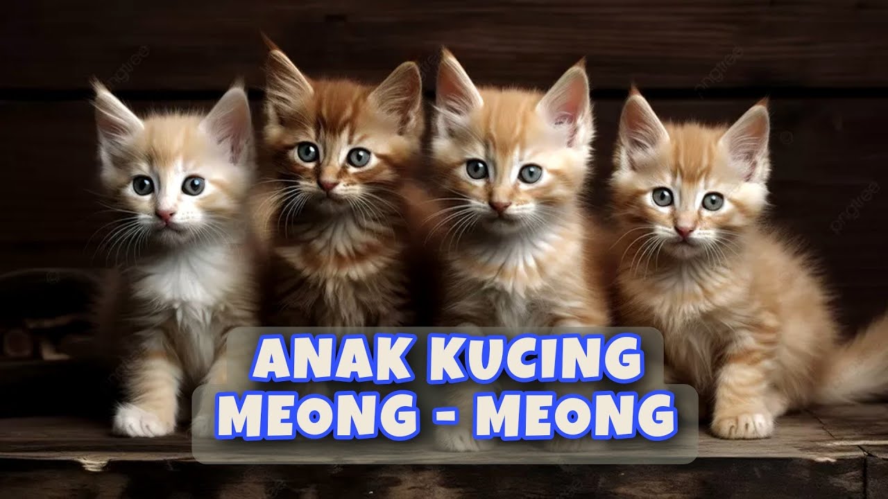 KUCING MEONG MEONG‼️KOMPILASI KUCING LINCAH-LINCAH‼️LAGU KUCING MEONG ...