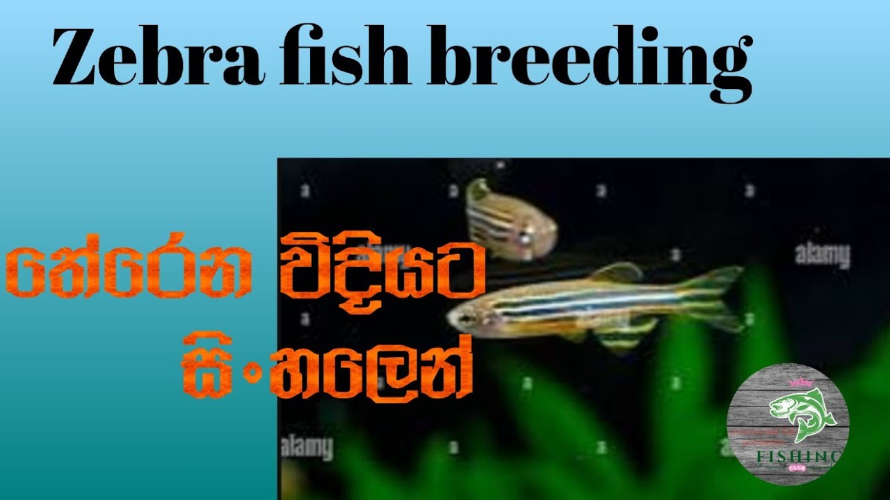 zebra breeding. sl Theekshana aquarium 🐟 - YouTube