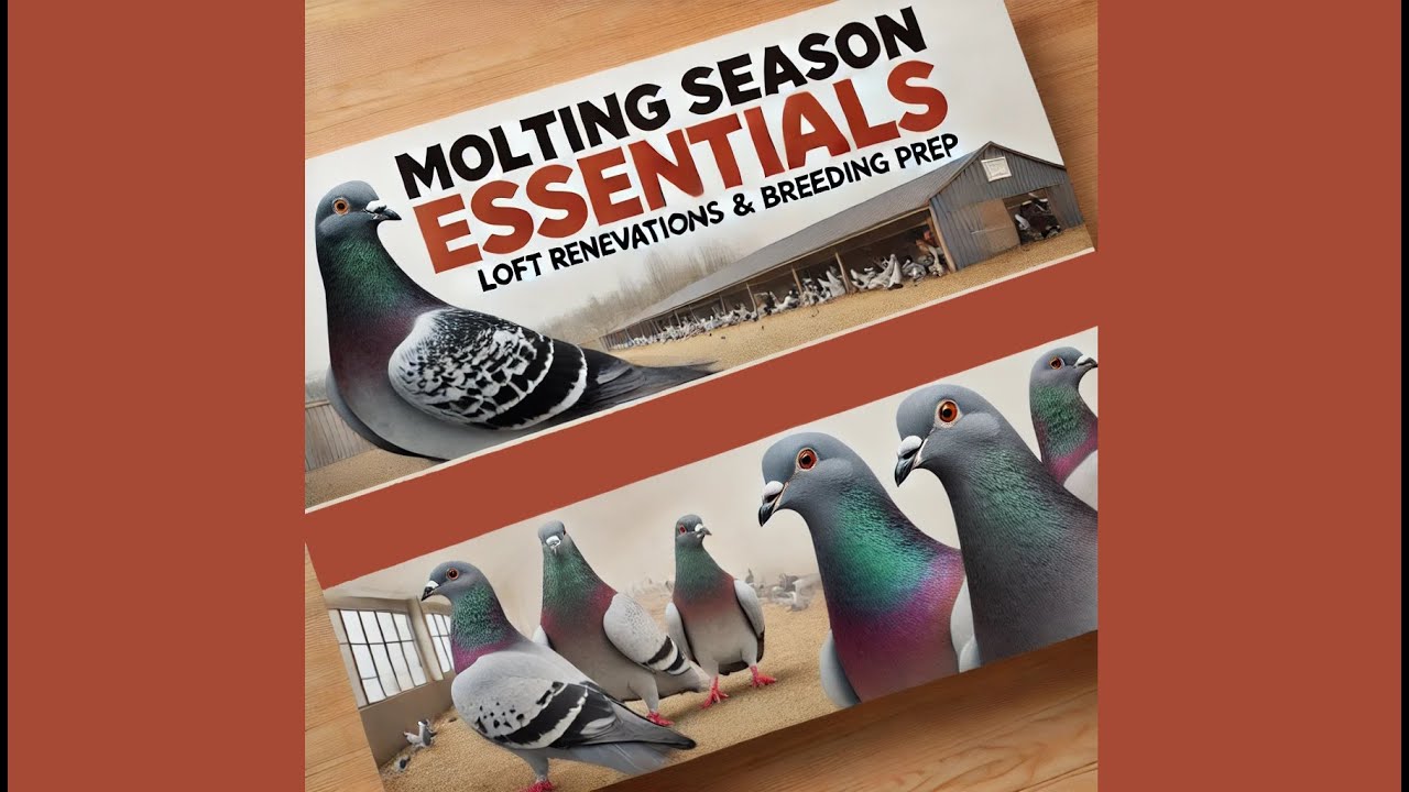 Molting Season & Loft Upgrades: Preparing Racing Pigeons for Breeding ...