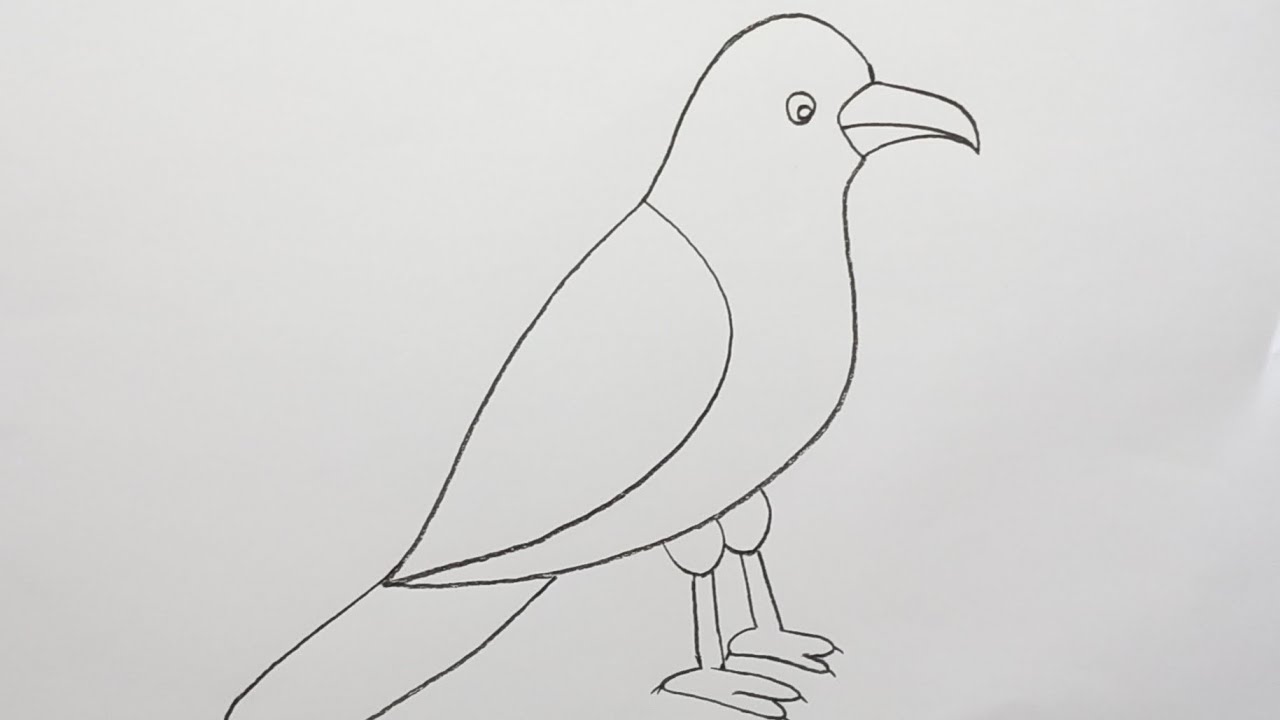 how to draw a crow step by step!! Crow drawing tutorial - YouTube