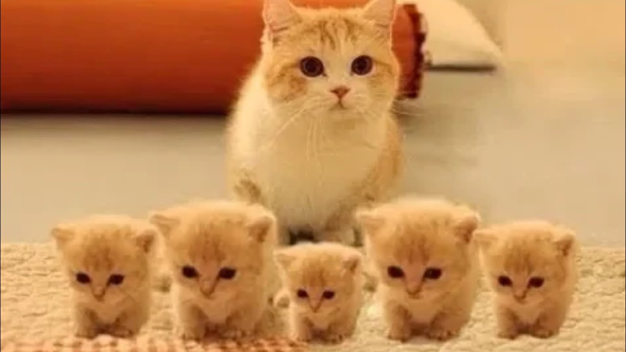 Cats being..Cats! + Dank Cat Memes😼 - Tiktok Compilation! PART 1 - YouTube