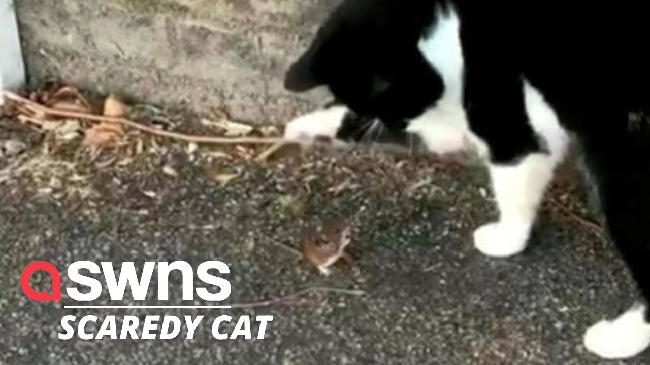 Watch this super sassy mouse squaring up to a cat - Tom and Jerry style ...