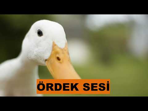 ÖRDEK SESİ