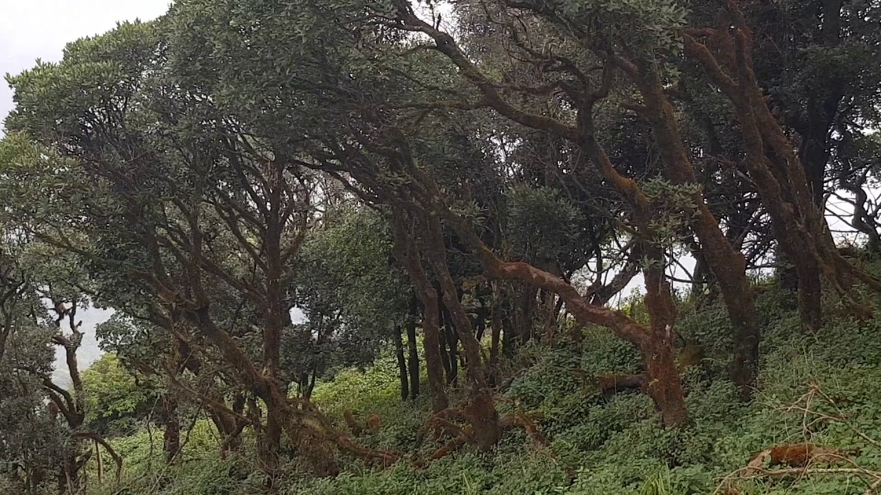Inside the Shola forest trees covered with green algae - YouTube