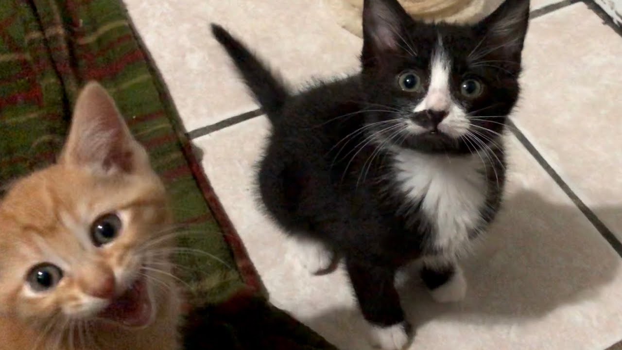 Kitten Wants What He Wants When He Wants It!! - YouTube