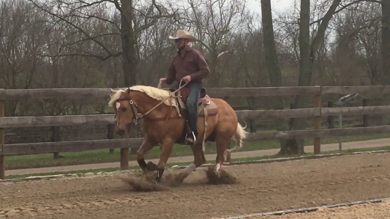 NEGS Equestrian USA Tour 2017 - YouTube