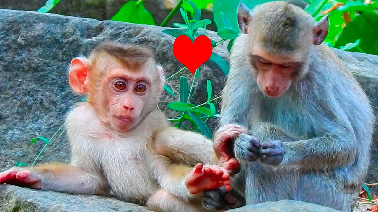 So lovely baby monkey Leo relaxing with monkey Dawn and then baby ...