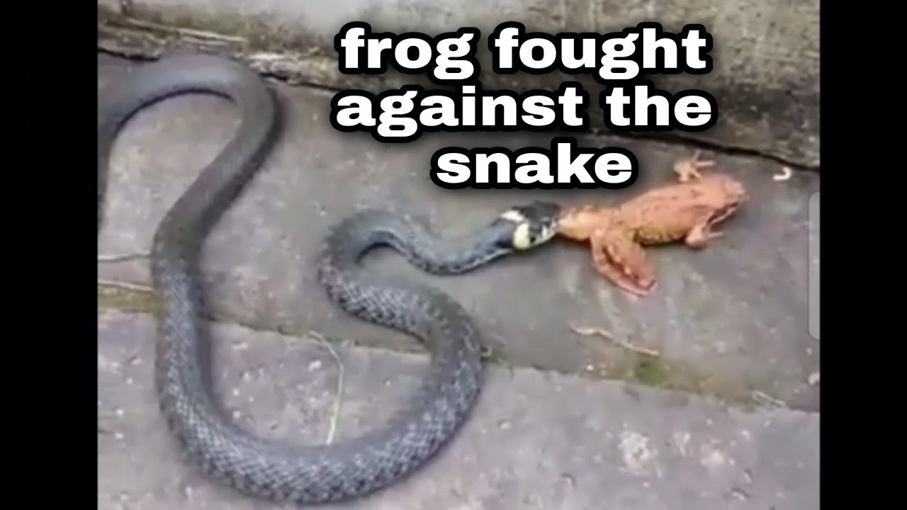 frog fought against the snake/KAWAWANG PALAKA SNAKE VS PALAKA # ...