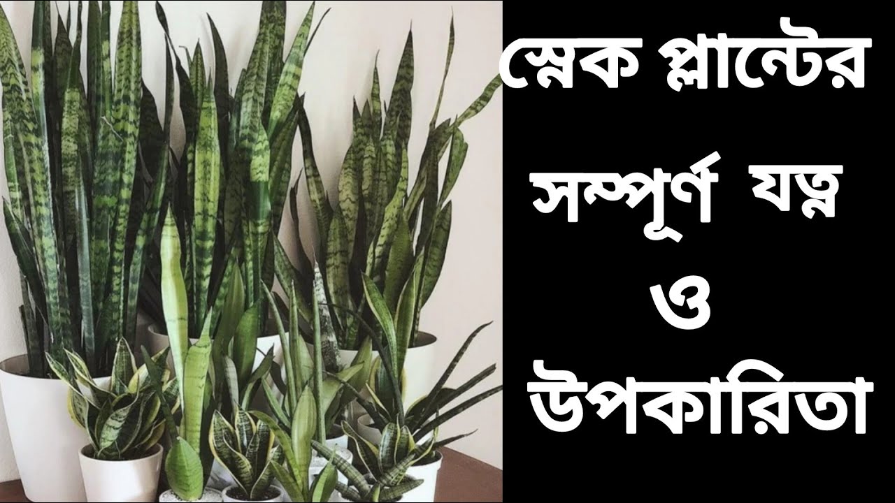Snake Plant Full Care & Benefits In Indoor/স্নেক প্লান্টের সম্পূর্ণ ...