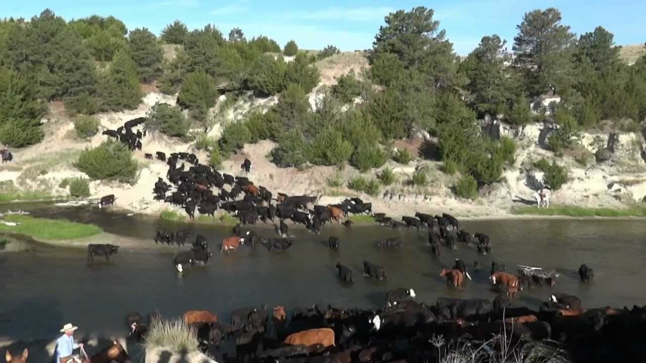 Cattle crossing the Snake River - YouTube
