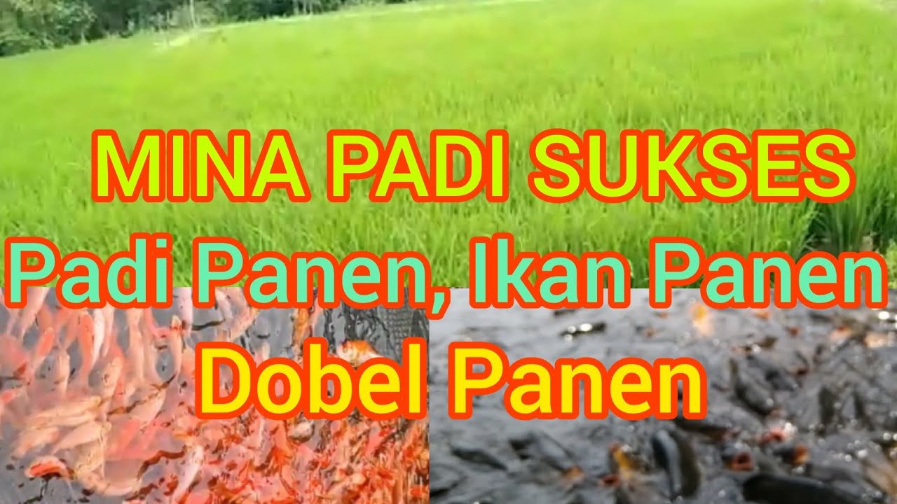 MINA PADI!! Petani Sukses, Menanam Padi Dan Budidaya Ikan. Untung ...