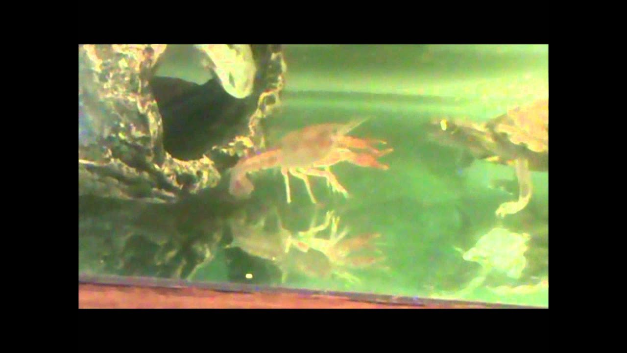 Turtles vs Crawfish - YouTube