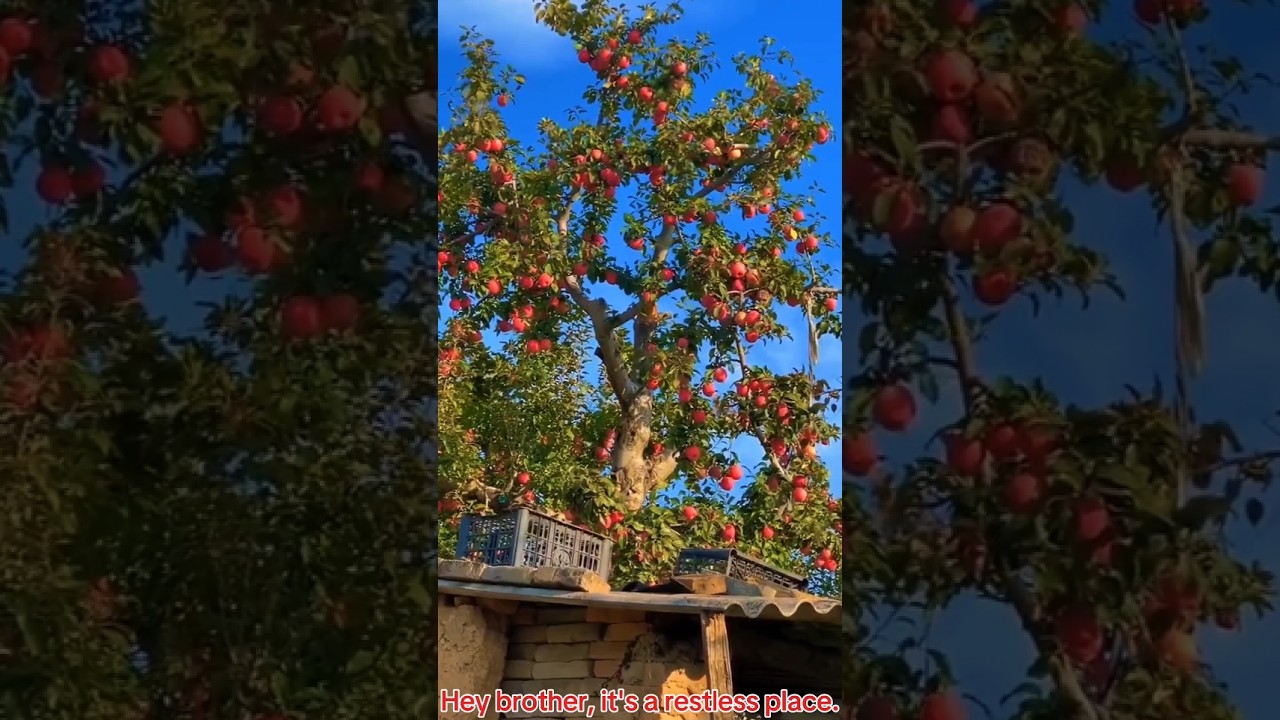 Hey brother, it's a restless place🍎🥰#fruit #nature #shorts 🍎🍒🍓🍑 - YouTube