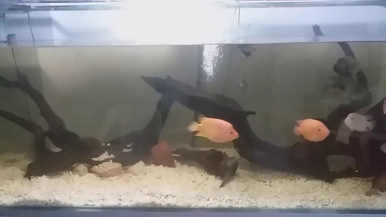 jumbo top. - YouTube