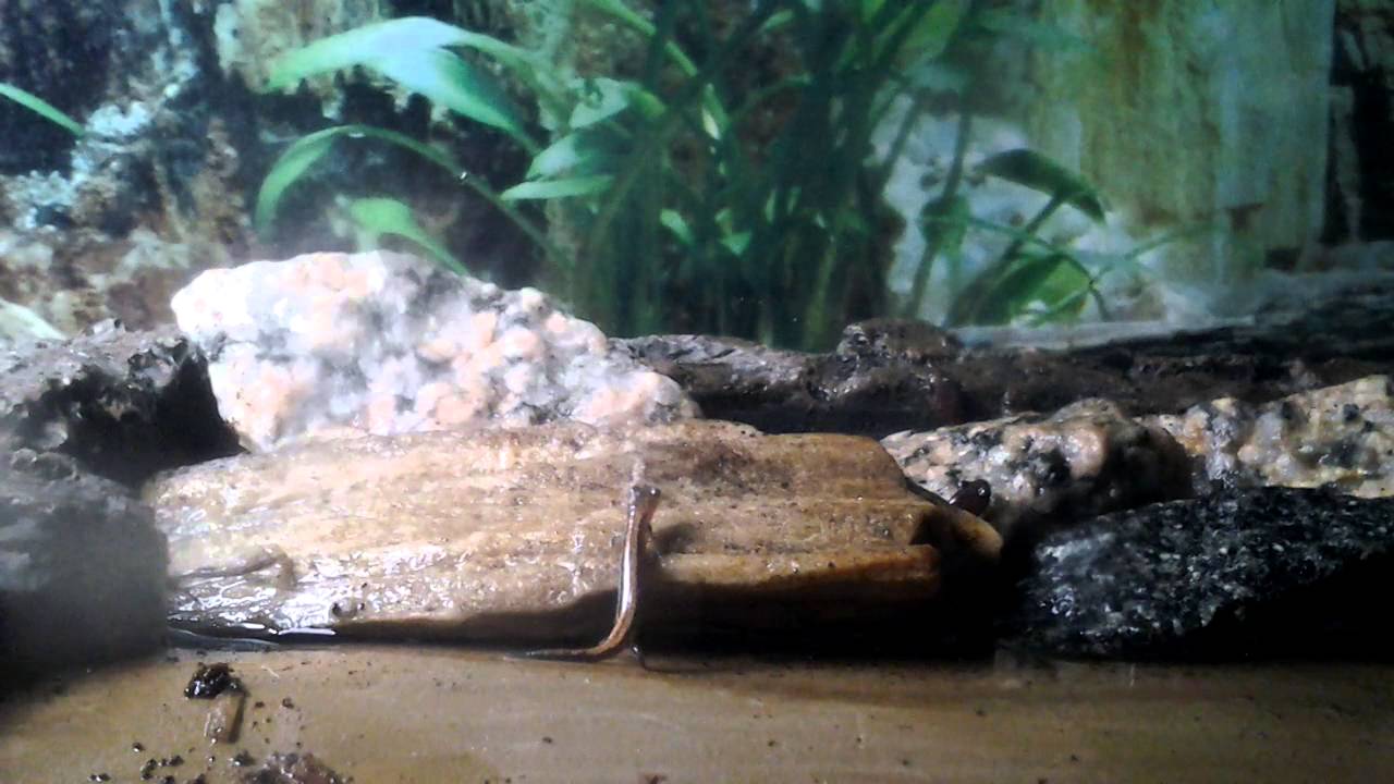Cute baby redback salamander - YouTube