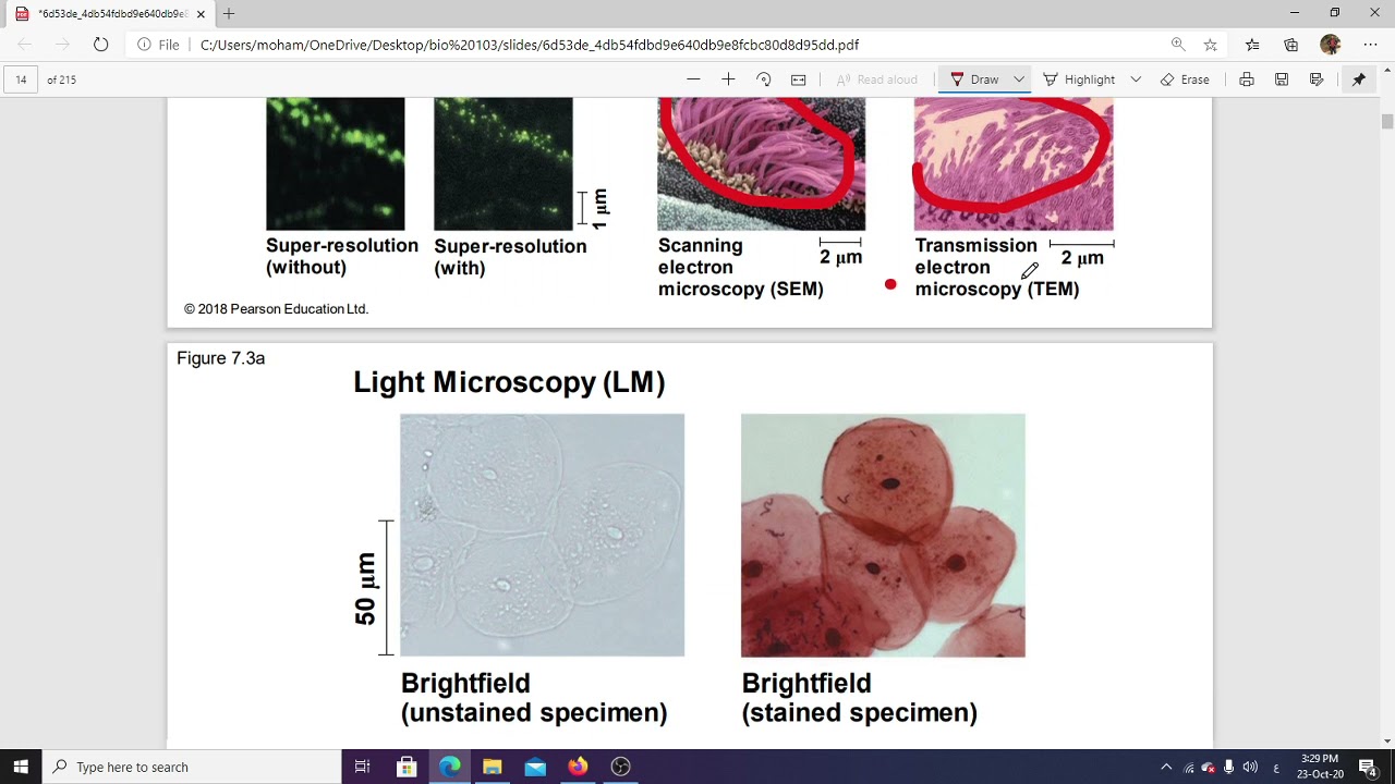 bio 103---chapter 7 part 1 - YouTube