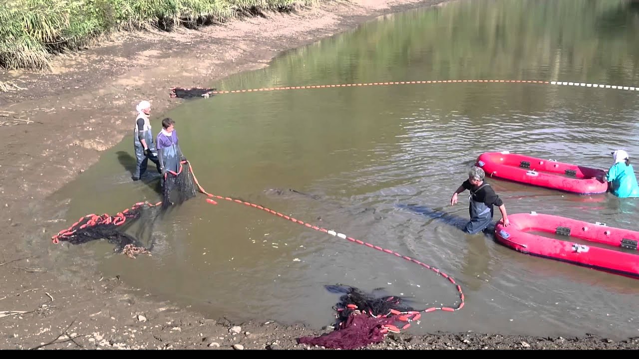 Abfischen Hirasawa 2015 in Japan - Koi Experte André Ahrens www.koitec ...