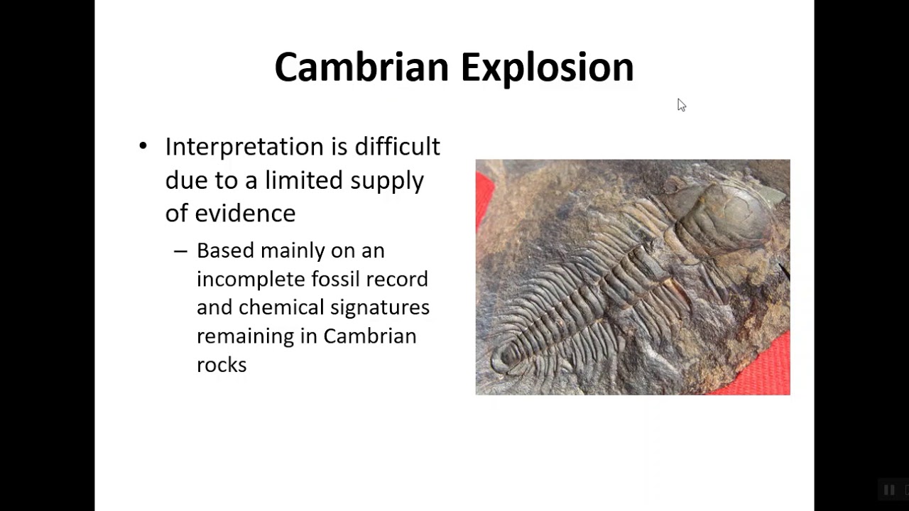 Lecture # 11 Cambrian explosion Part 1 - YouTube
