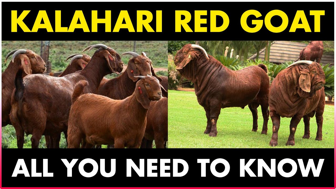 Kalahari Red
