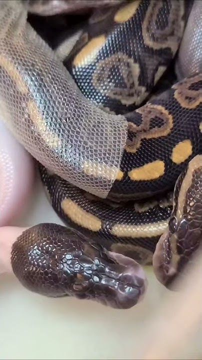 Baby Ball Python Shedding Part 1 #shorts - YouTube