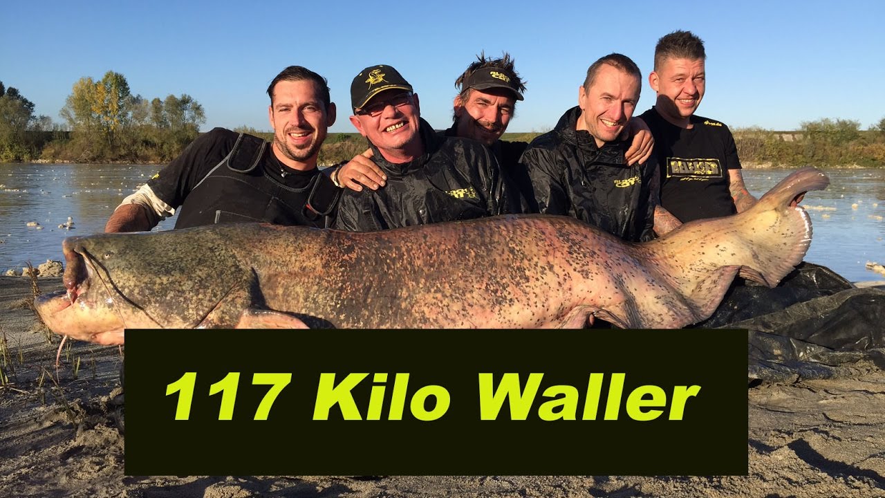 117 Kilo Rekord Waller (der sichere Umgang mit großen Fischen) by ...