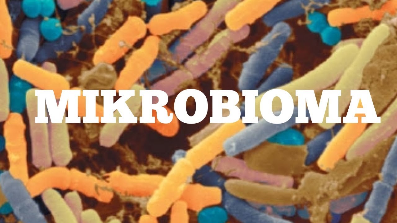 MIKROBA DALAM KEHIDUPAN KITA || Mikrobiologi Kedokteran - YouTube