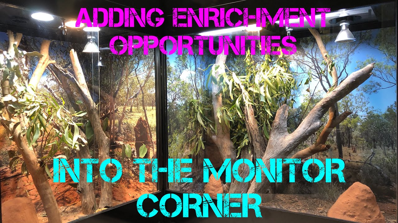 ADDING ENRICHMENT INTO MY MONITOR LIZARD ENCLOSURES! - YouTube